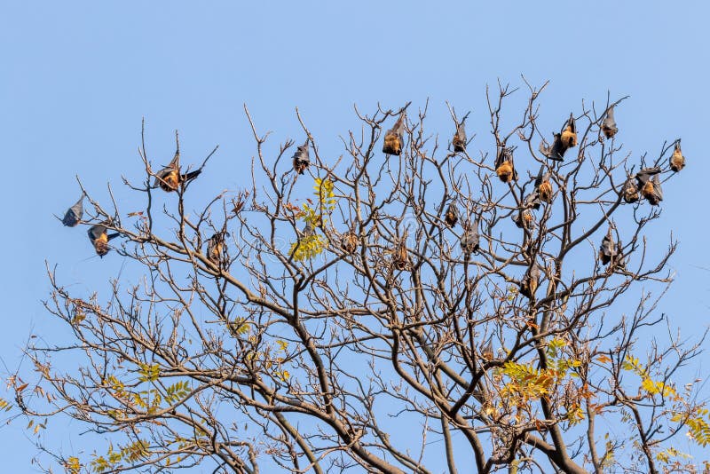 Bats Sleeping on Tree Branches on Daylight Stock Photo - Image of dark ...