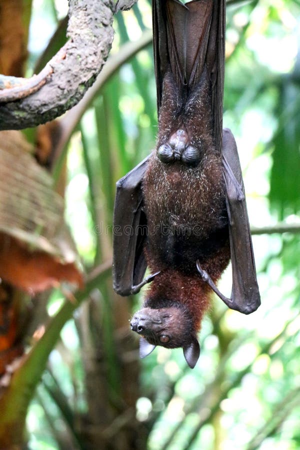 Bats Sleeping On Ceiling At Goa Lawah Temple In Bali Stock Photo ...