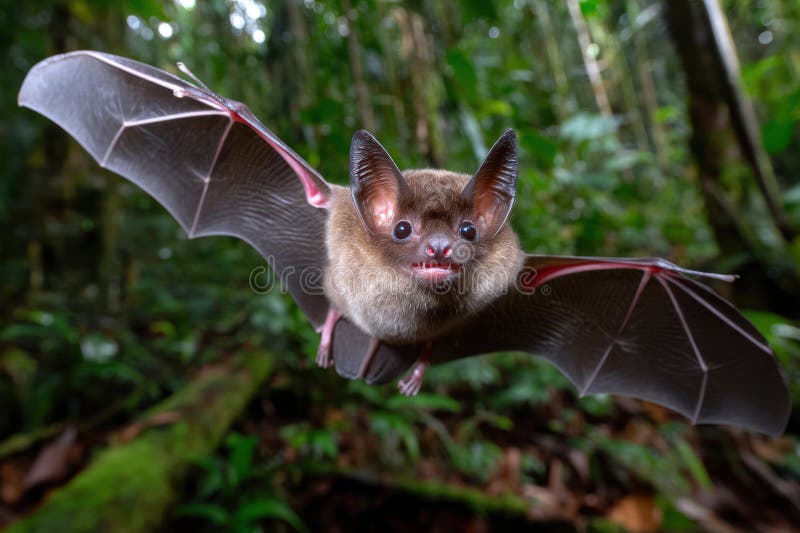Bats Soaring through the Rainforest Canopy during Twilight Hours in a ...
