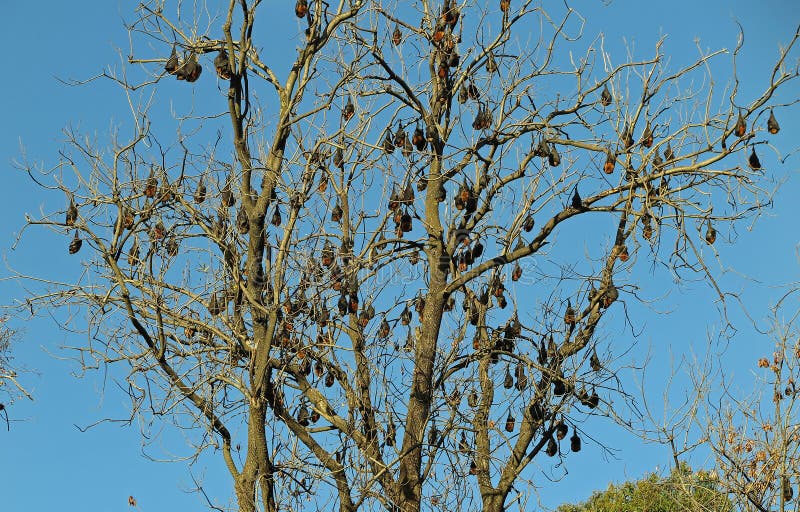 Scary Hairy Victoria Stock Photos - Free & Royalty-Free Stock Photos ...