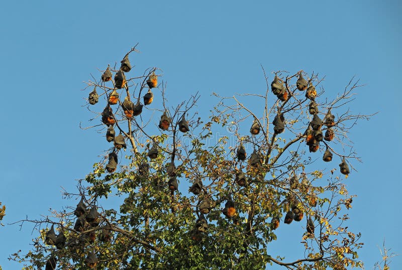 Scary Hairy Victoria Stock Photos - Free & Royalty-Free Stock Photos ...