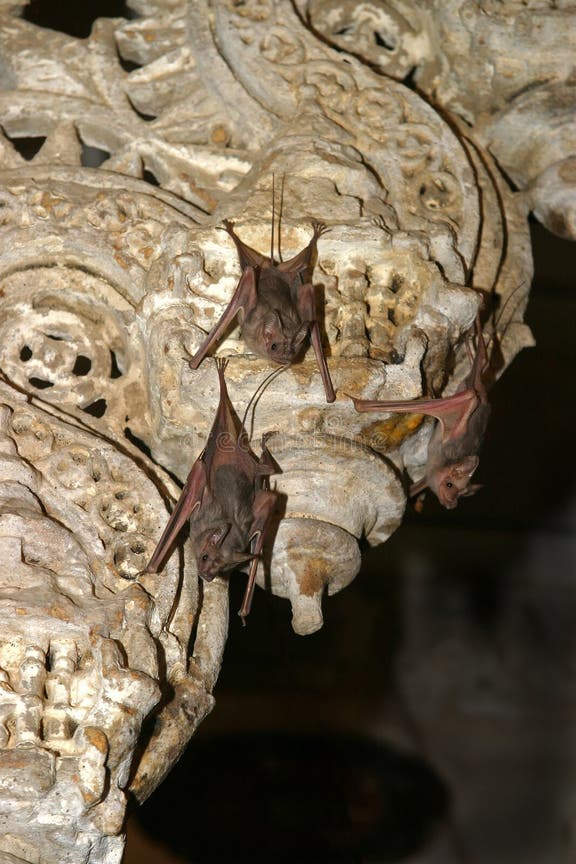 Bats in a temple stock image. Image of sonar, hindu, radar - 17757285