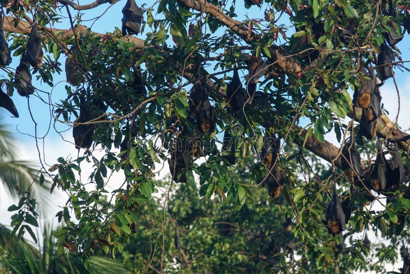 Bats on a Tree in the Jungle Stock Image - Image of poultry, bats ...