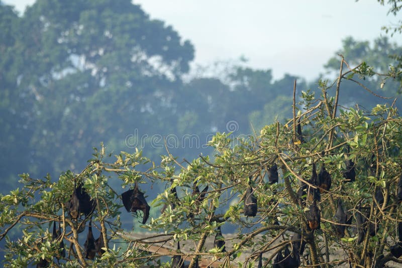 Bats on a Tree in the Jungle Stock Photo - Image of beautiful, large ...