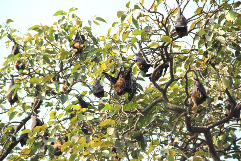 Bats on Tree. stock image. Image of lanka, asia, garden - 36632089