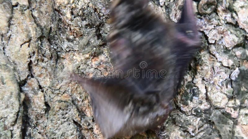 Bats in the Trees and Ground Stock Video - Video of noctule, forest ...