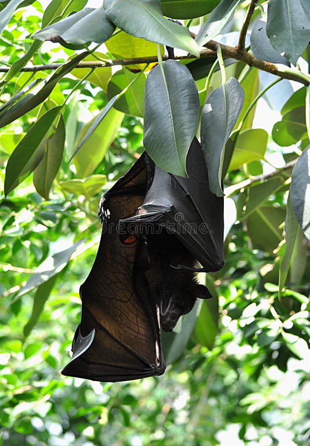 Bats and tropical forest stock image. Image of wings - 81610105
