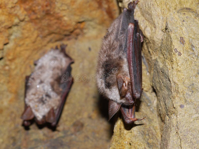 The Lesser Noctule, Leisler S Bat or the Irish Bat (Nyctalus Leisleri ...