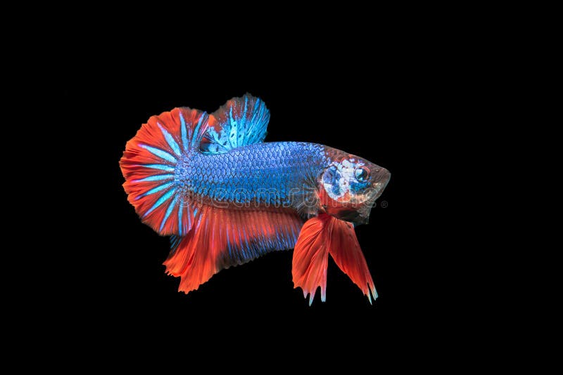 Batta Stock Photos - Free & Royalty-Free Stock Photos from Dreamstime