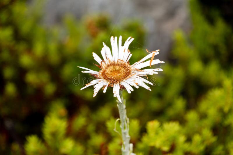 Battered but Still Standing Daisy Stock Image - Image of adapt, mess ...
