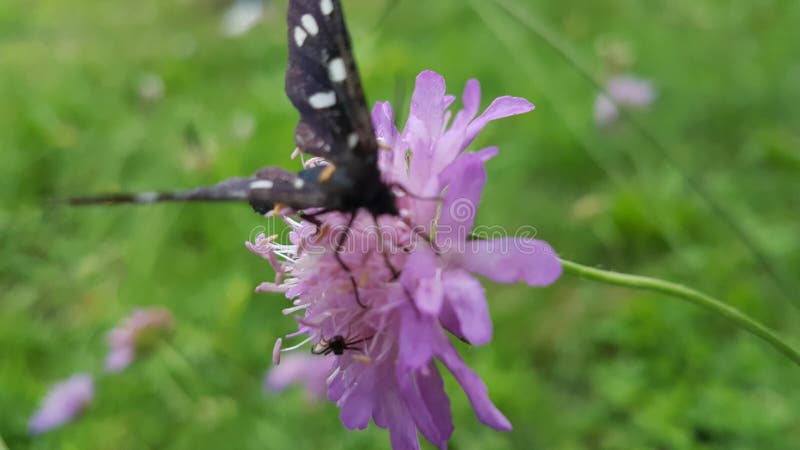 Batterflay Stock Photos - Free & Royalty-Free Stock Photos from Dreamstime