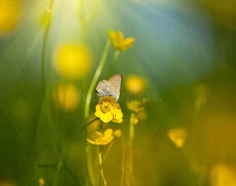 Batterflay stock photo. Image of butterfly, beautiful - 54159068