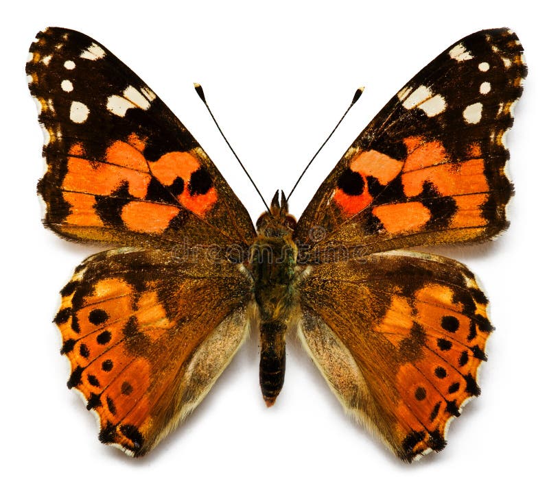 Batterfly stock image. Image of insect, isolated, color - 3828887