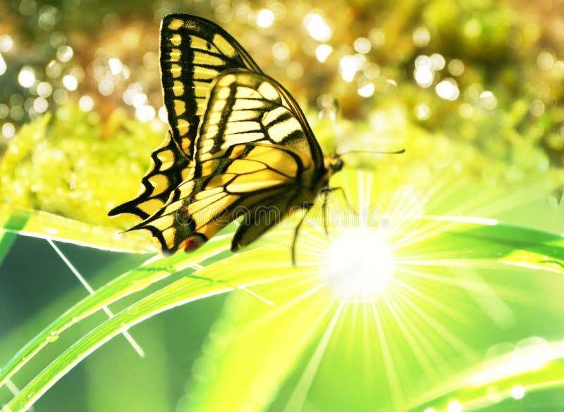 Eautiful butterfly stock photo. Image of health, landscape - 14437854