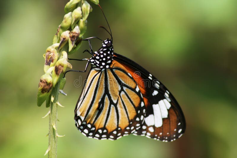 Batterfly stock photo. Image of garden, leaf, nature, leaves - 8544976