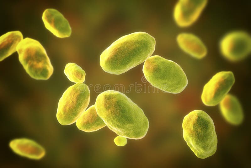 Coccobacillo. Classificazione Batterica. Forme a Forma Di Rotoli Di ...