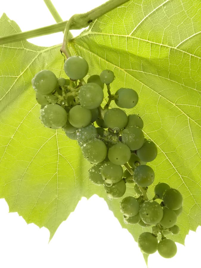 Raisin Vert De Bourgeonnement Photo stock - Image du viticulture ...