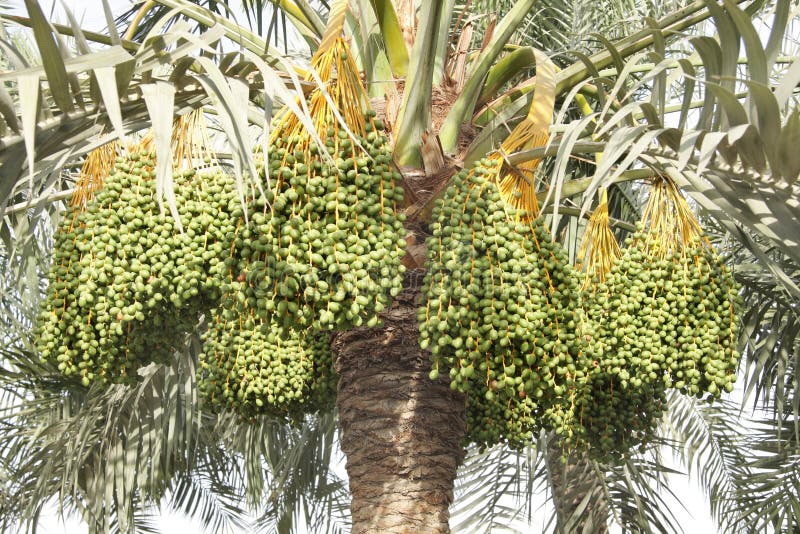 Dattes Jaunes Et Vertes Dans Un Palmier Dattier Photo stock - Image du ...
