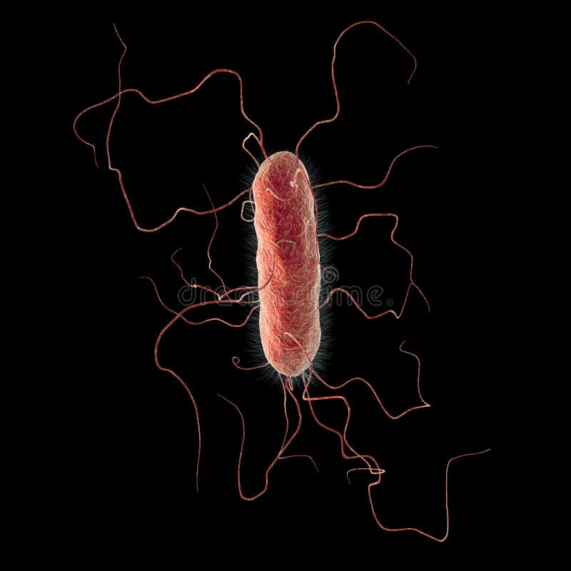 Batterio Proteus vulgaris illustrazione di stock. Illustrazione di ...