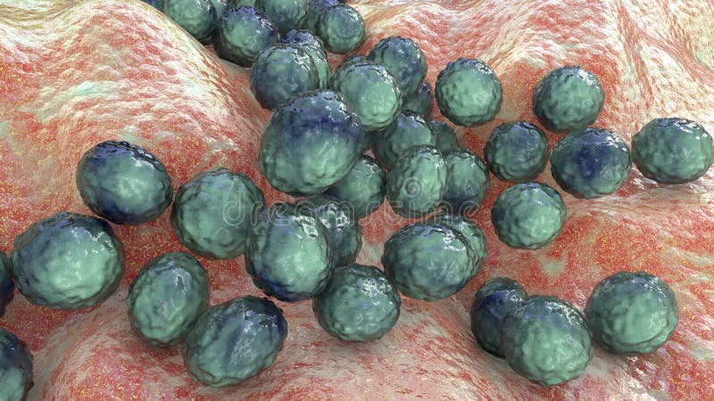 Staphylococcus epidermidis illustrazione di stock. Illustrazione di ...