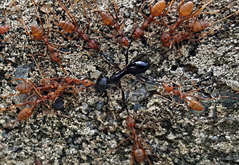 The Battle of the Ants stock image. Image of antn, wild - 191810943