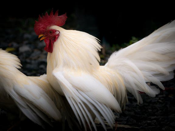 Battle between the Bantam Males Stock Photo - Image of bird, colorful ...