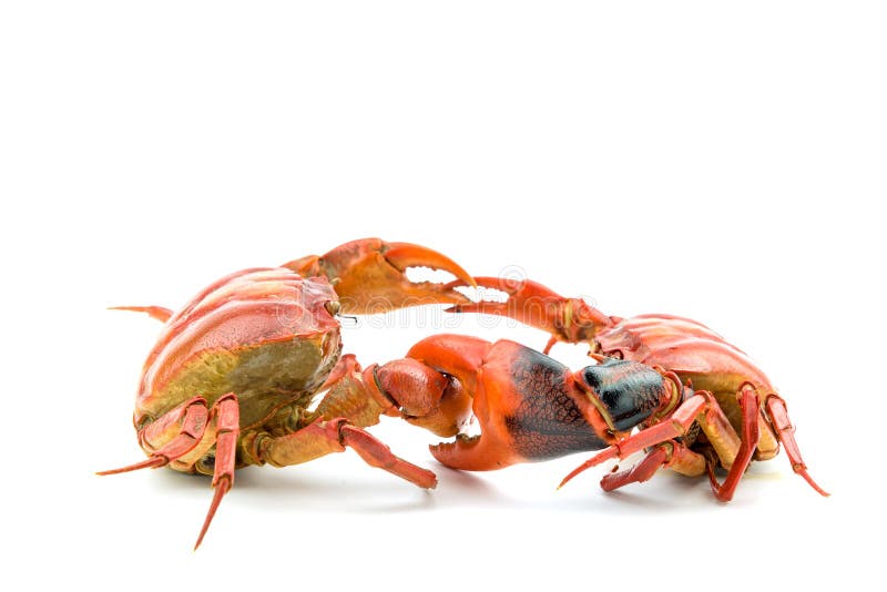 Battle of the crab stock image. Image of aggressor, attack - 100628537