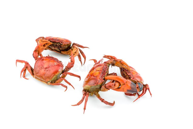Crab team meeting stock image. Image of fish, cajun, seafood - 16788623