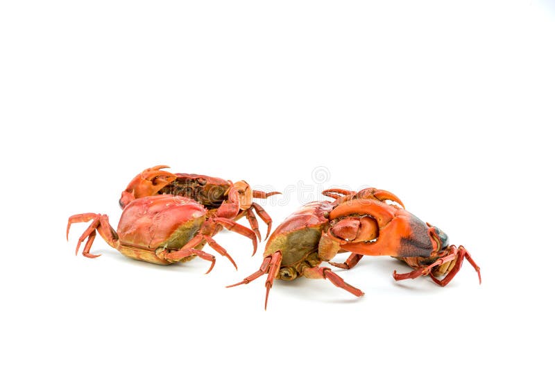 Battle of the crab stock image. Image of background - 100628391