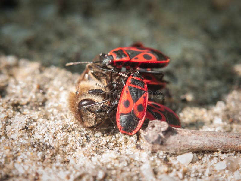 Bugs fight stock image. Image of insects, rain, macro - 161602963