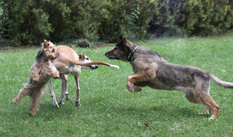 Battle of dogs stock image. Image of aboyer, animal, pets - 25469091