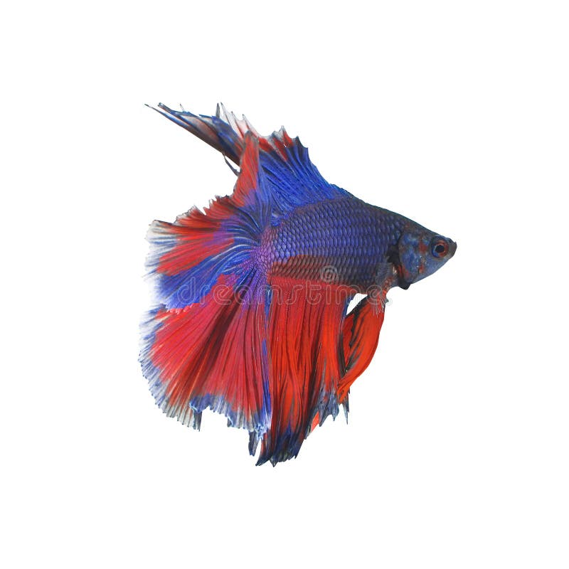 930 Battle Fish Stock Photos - Free & Royalty-Free Stock Photos from ...