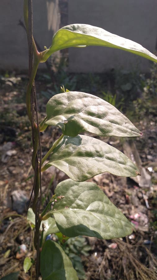 Battle leaf stock photo. Image of food, battle, nature - 245295302