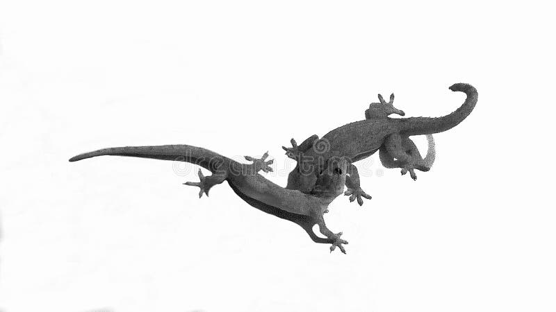 The Battle of the Lizard stock image. Image of lizard - 138707381