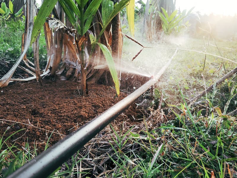 Battle Nut Drip Irrigation Water Spray Stock Image - Image of tree ...
