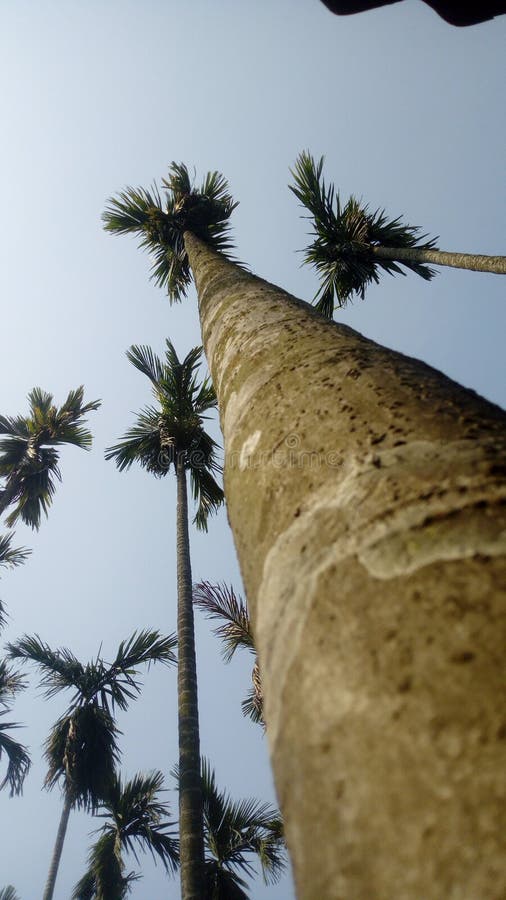 Bettle Nut Stock Photos - Free & Royalty-Free Stock Photos from Dreamstime