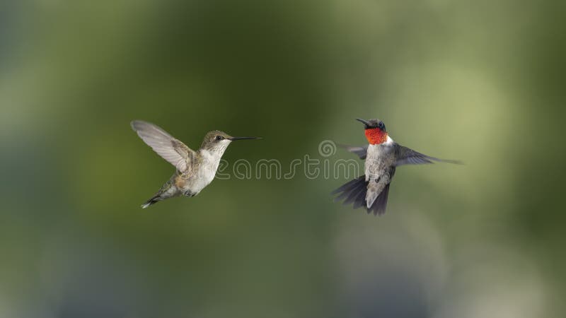 Male Dive Bombs Stock Photos - Free & Royalty-Free Stock Photos from ...