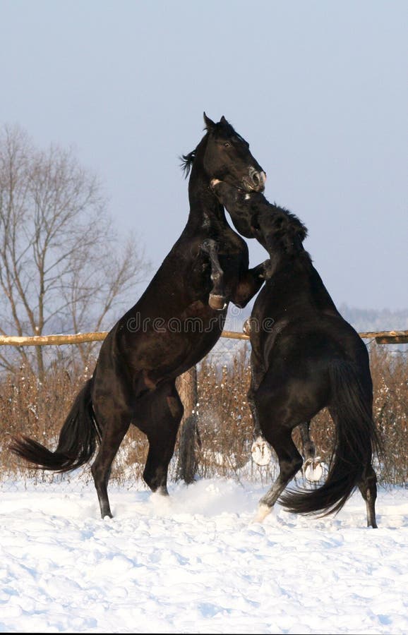 Battle of Two Black Stallion Stock Photo - Image of stallion, noble ...