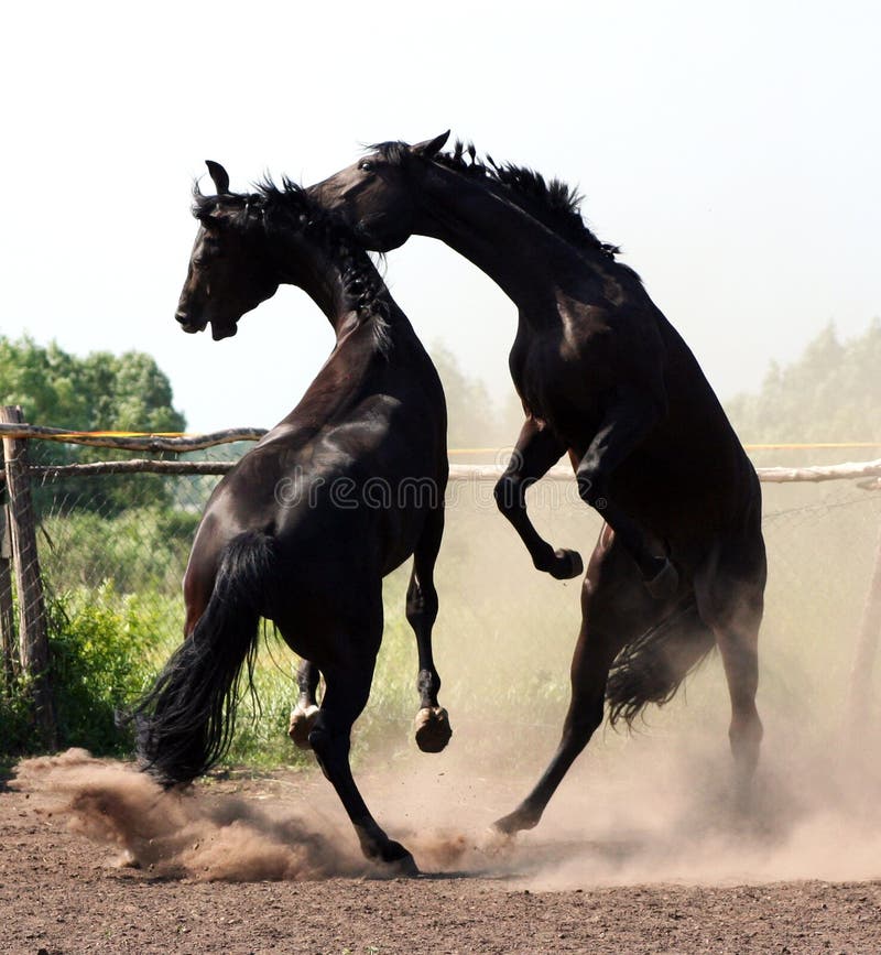 Battle of Two Black Stallion Stock Photo - Image of stallion, noble ...