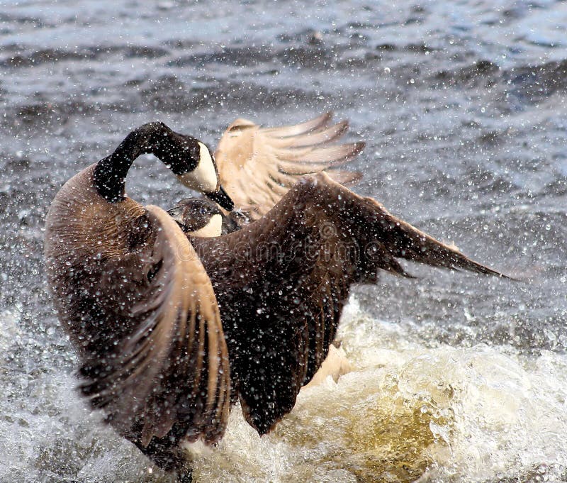 Fighting Canada Geese Stock Photos - Free & Royalty-Free Stock Photos ...