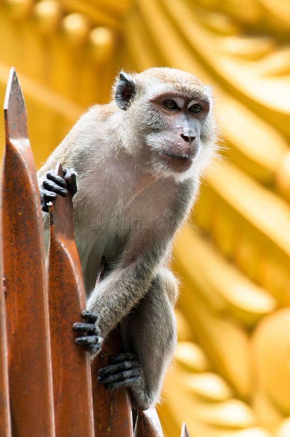 Batu Caves Monkey stock photo. Image of lumpur, caves - 53867192