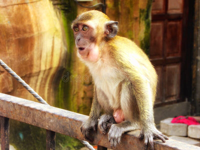 Monkey Inside Batu Cave Stock Photos - Free & Royalty-Free Stock Photos ...