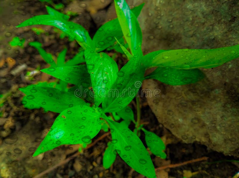 Rumput Bergoyang Stock Photos - Free & Royalty-Free Stock Photos from ...