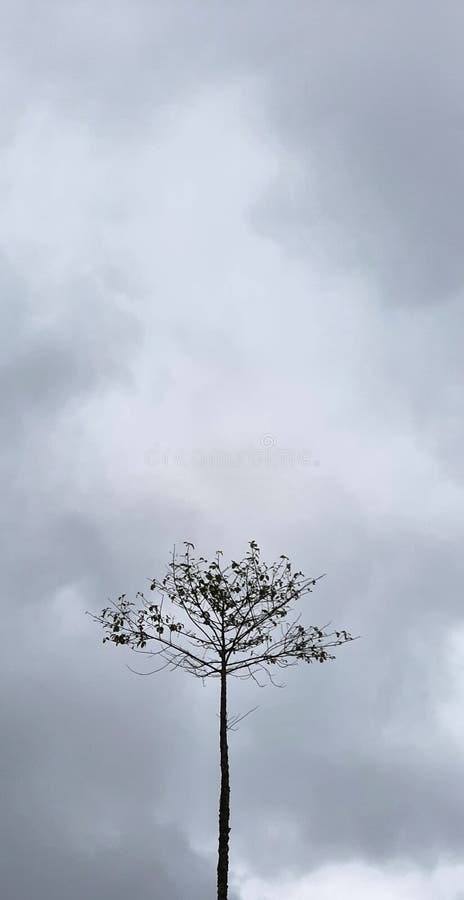 Batu Malang March 7, 2021: Single Tree Stock Photo - Image of batu ...