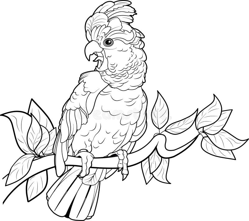 Batuque ilustração do vetor. Ilustração de papagaio - 208777027
