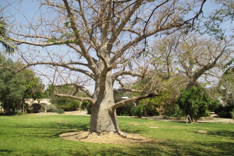 Baubav tree at Ein Gedi stock photo. Image of woodland - 210701556