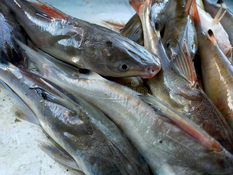 Bauble Fish. Fish without Scales. Live on the River. Dipepes, or Cook ...