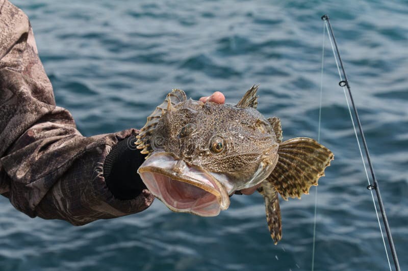 Baudroie photo stock. Image du fond, poissons, studio - 41424116