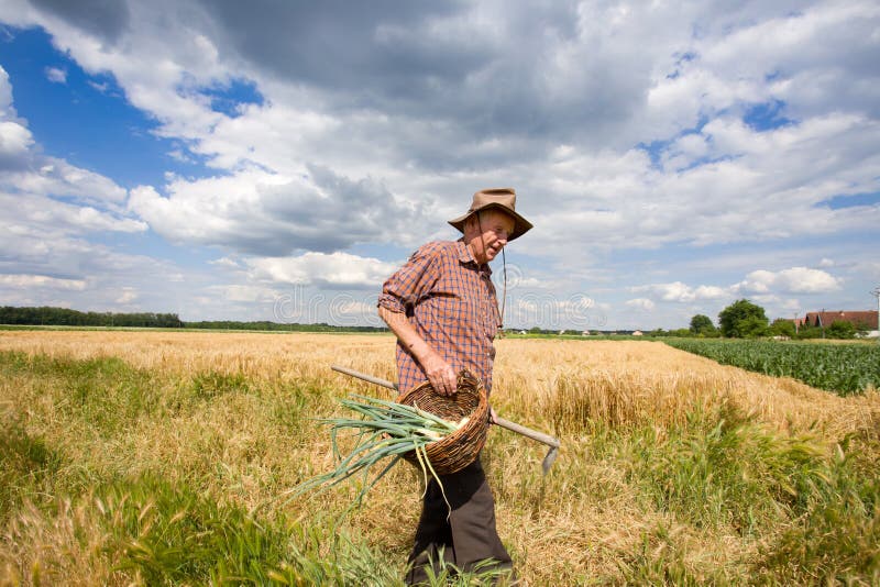 Bauer im Garten stockbild. Bild von wachsen, manuell - 42859773