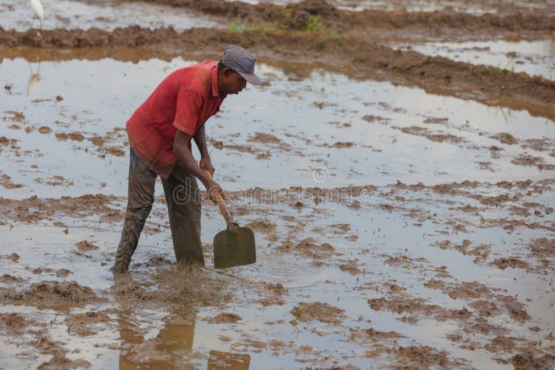 Bauern auf dem Feld stockbild. Bild von feld, bauern - 68255163